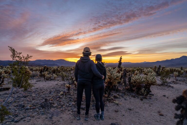 Cholla Cactus Garden in Joshua Tree: Ultimate Guide 2026