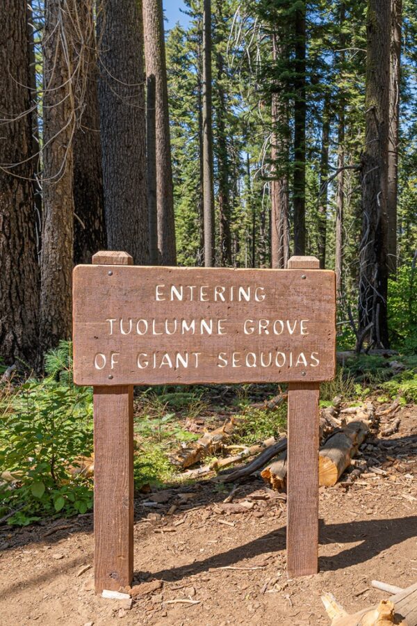 12 Best Tuolumne Meadows and Tioga Pass Hikes in Yosemite (2026)