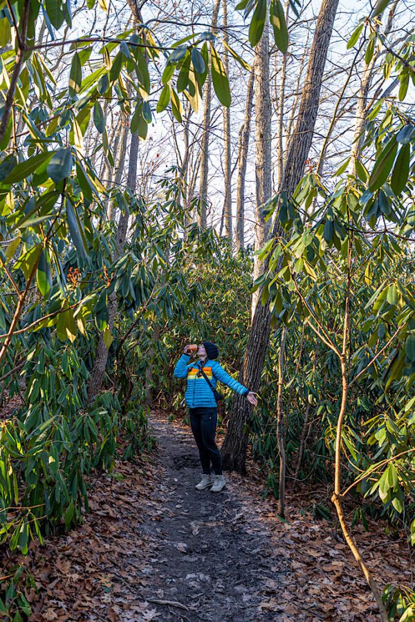 Endless Wall Trail in New River Gorge: 2026 Hiker's Guide