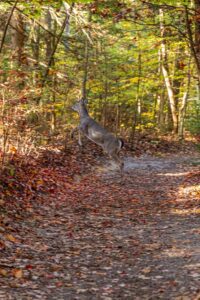 Ultimate Guide to Hiking Long Point Trail in New River Gorge (2026)