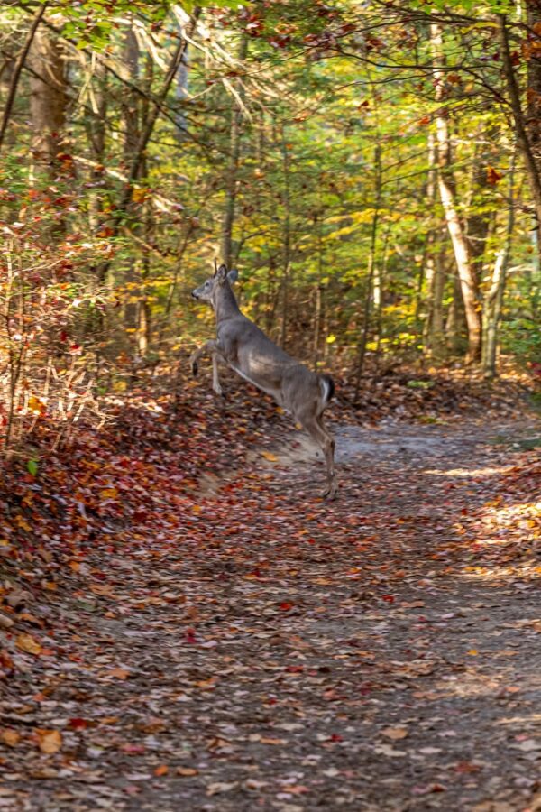 Ultimate Guide to Hiking Long Point Trail in New River Gorge (2026)