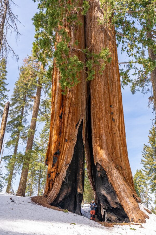 General Sherman Tree Trail and Congress Trail (2026 guide)