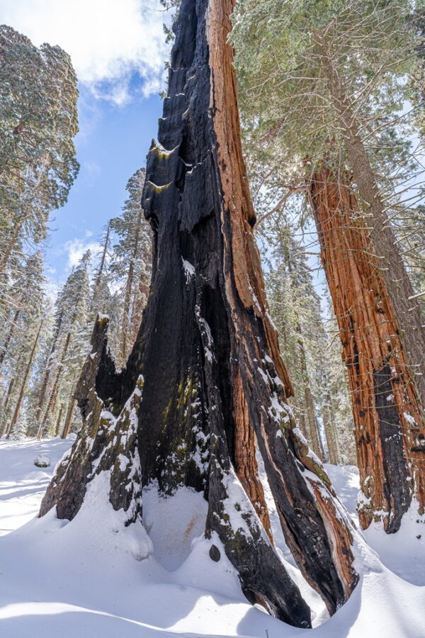 General Sherman Tree Trail and Congress Trail (2026 guide)