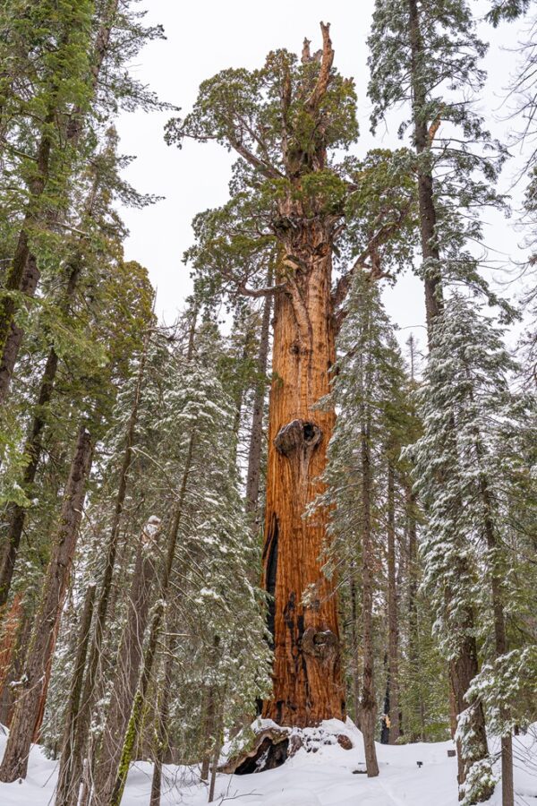 General Sherman Tree Trail and Congress Trail (2026 guide)