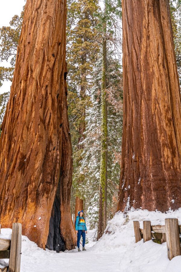 General Sherman Tree Trail and Congress Trail (2026 guide)