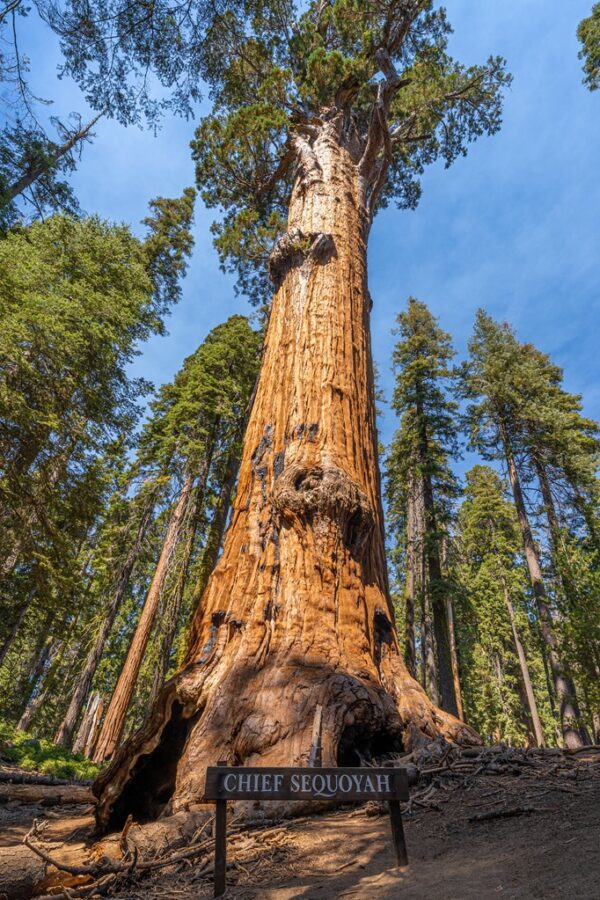 General Sherman Tree Trail and Congress Trail (2026 guide)