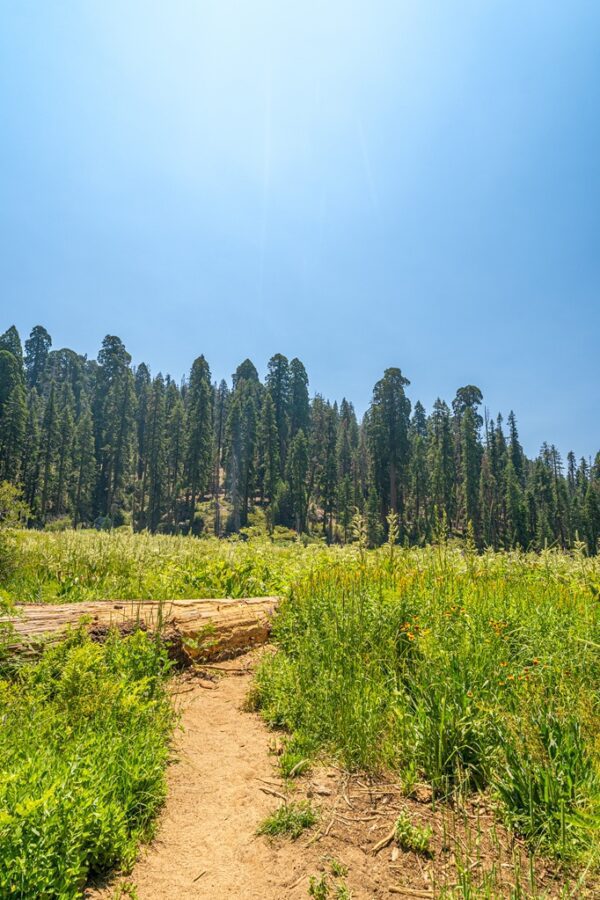 Hike Crescent Meadow Loop Trail and Tharp's Log in Sequoia (2026)
