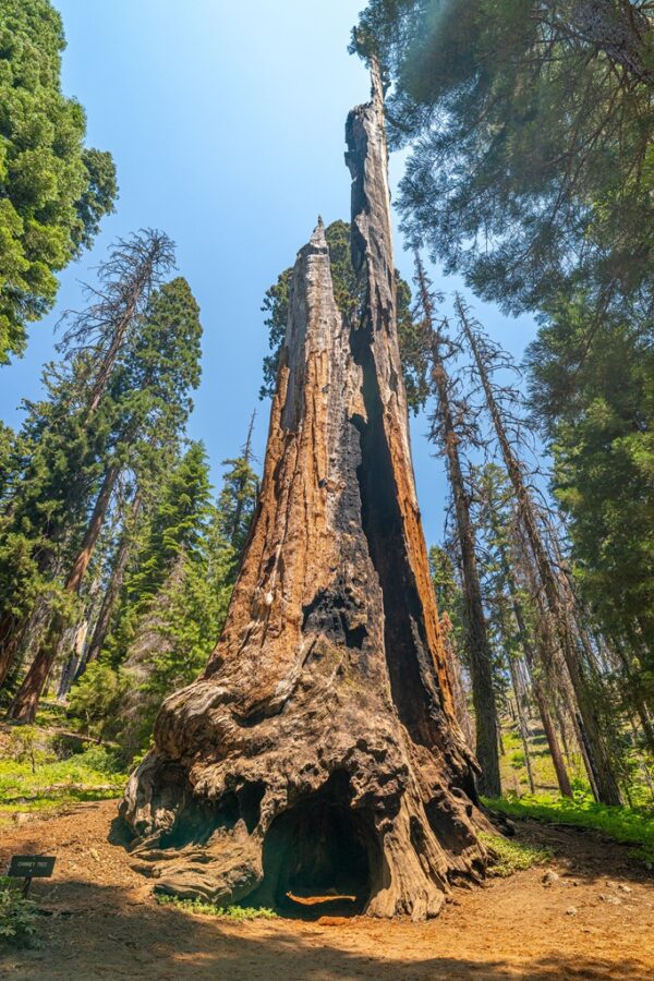 Hike Crescent Meadow Loop Trail and Tharp's Log in Sequoia (2026)