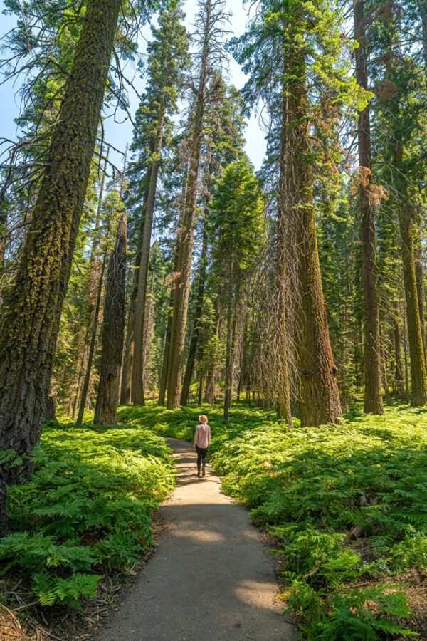 Hike Crescent Meadow Loop Trail and Tharp's Log in Sequoia (2026)