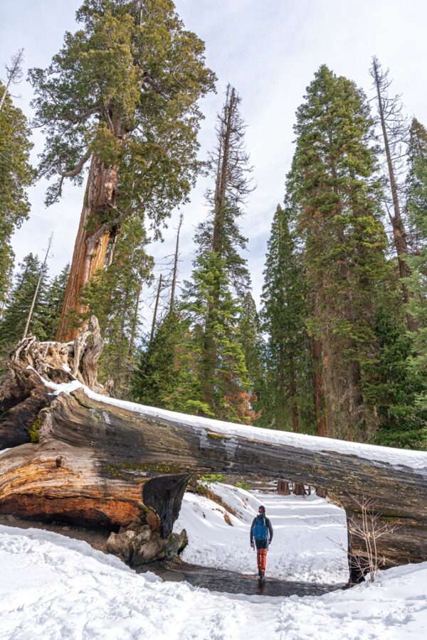 10 Best Sequoia National Park Winter Hikes (2026 Guide)