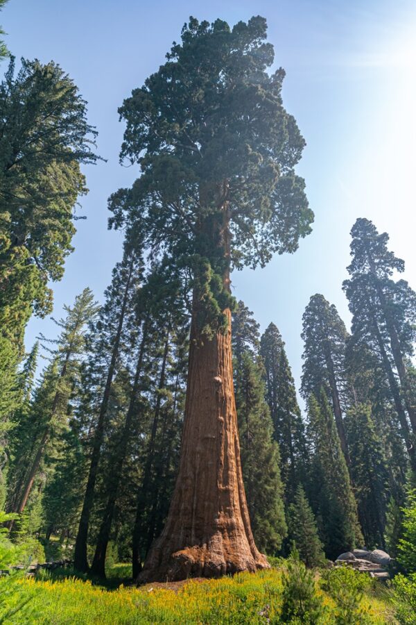 Big Trees Trail in Sequoia National Park (2026 hiking guide)
