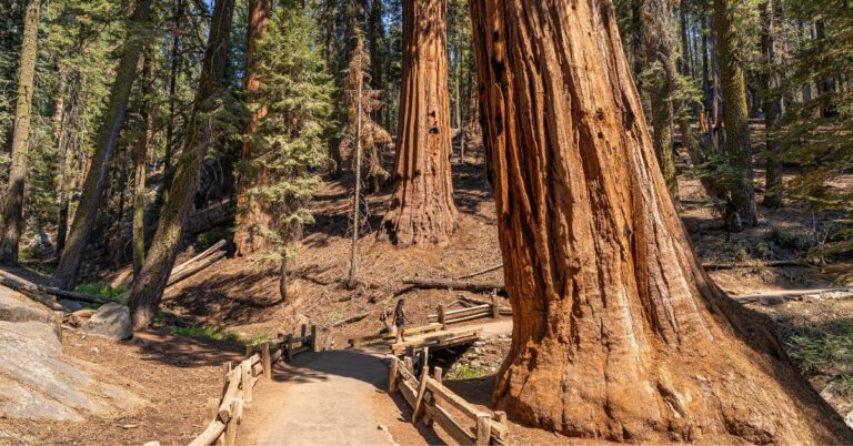 15+ Best Things to Do in Sequoia National Park (2026 guide)