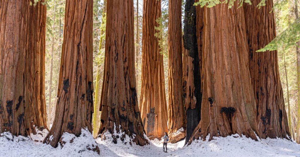 How to Spend One Day in Sequoia National Park (2026 guide)
